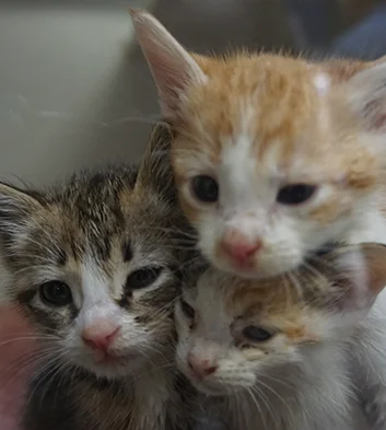 Animal Services and Mosquito Control | Parish of Caddo